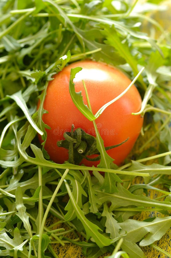 Rocket Salad stock photo. Image of background, healthy - 13146638
