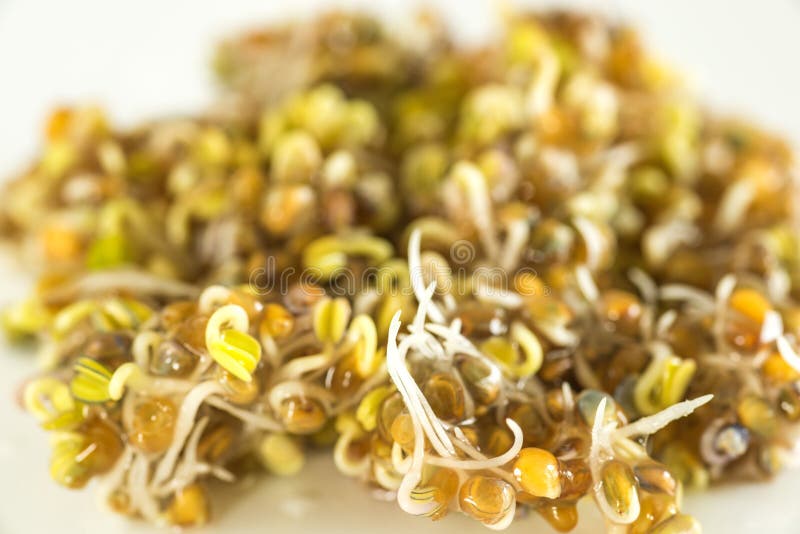 Rocket sprouts stock photo. Image of protein, chlorophyll - 38456496