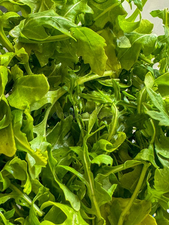 Rocket vegetable stock photo. Image of vegetable, healthy - 314966044