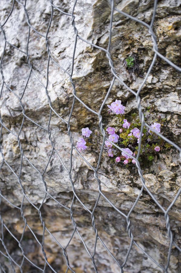 Rockfall protection nets stock photo. Image of prevention - 163993052