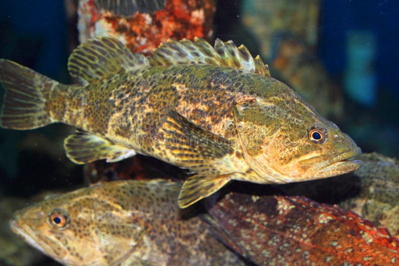 Rockfish or Ocean perch stock image. Image of rockfish - 42876309