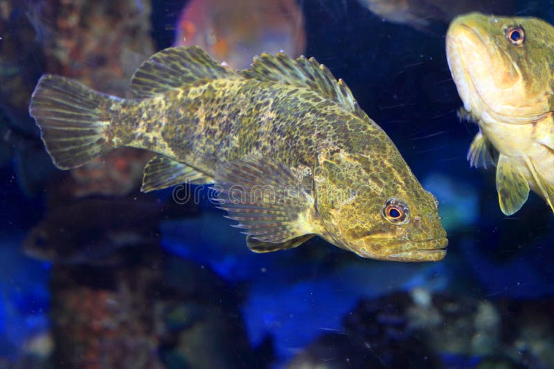 Pacific Ocean Perch Rockfish Stock Photos - Free & Royalty-Free Stock ...