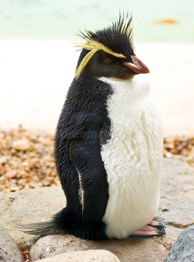 Rockhopper penguin stock photo. Image of nature, erected - 11034788