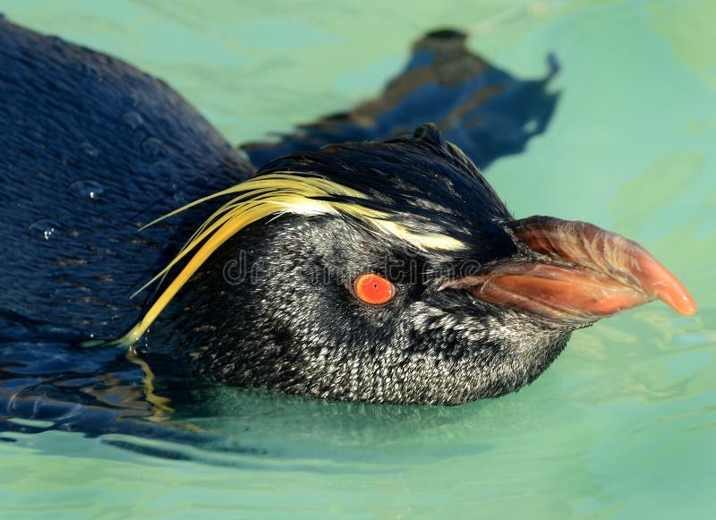Rockhopper Penguin stock photo. Image of swimmer, penguin - 22214874