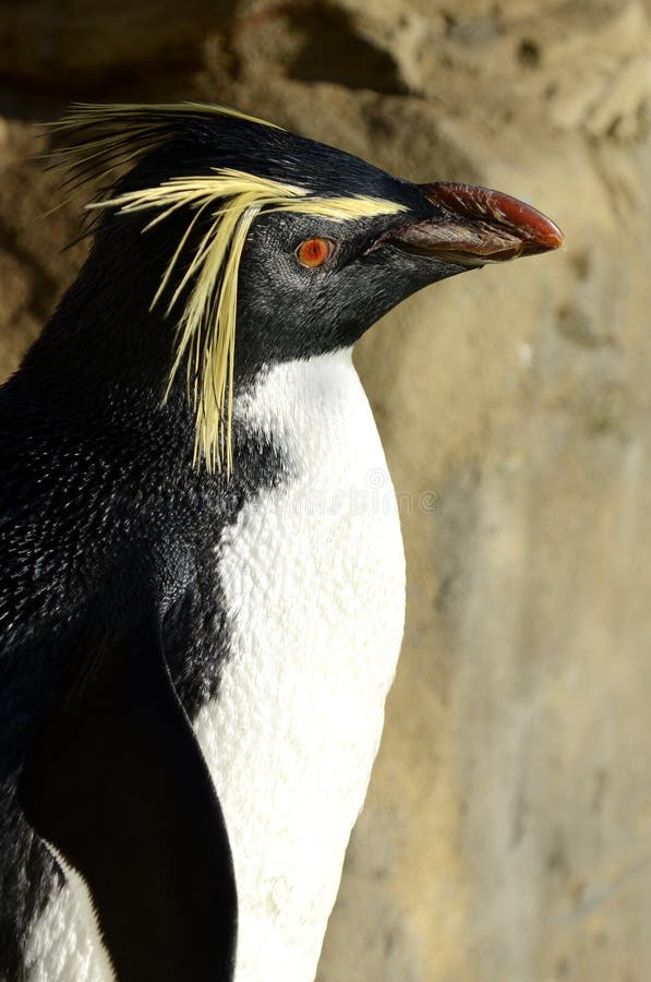 Rockhopper Penguin Close Up Stock Photo - Image of crested, penguin ...