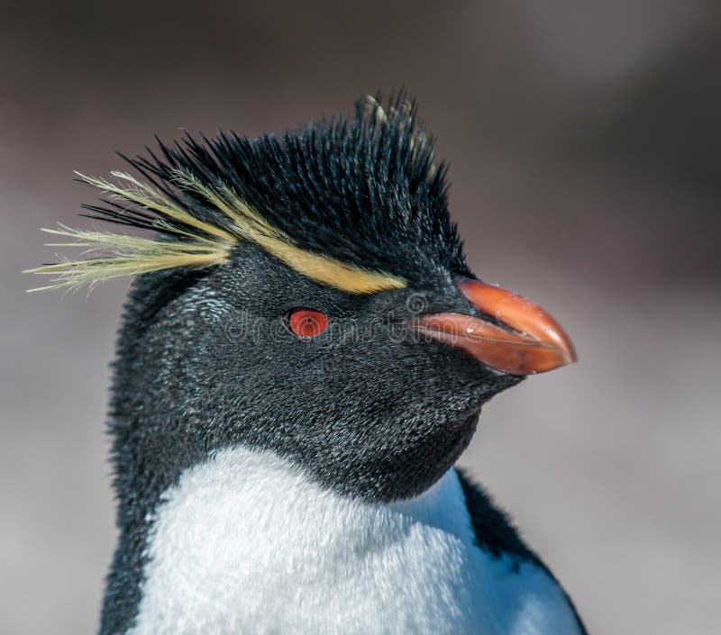 Rockhopper penguin stock image. Image of feet, hair, webbed - 3829801