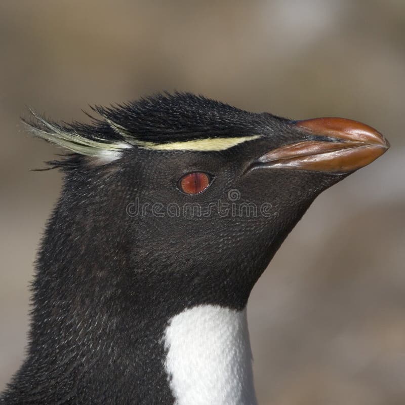 Rockhopper Penguin (Eudyptes Chrysocome) Stock Image - Image of animal ...