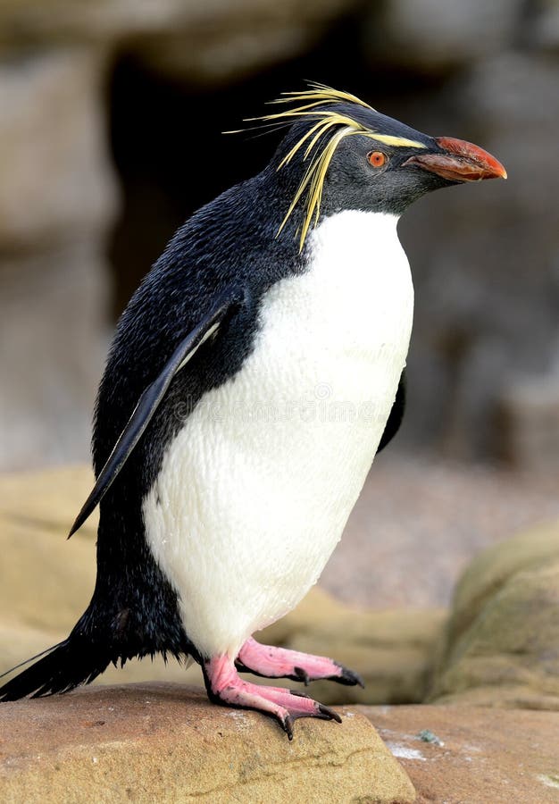 Rockhopper Penguin Portrait Stock Photo - Image of flipper, bill: 22523120