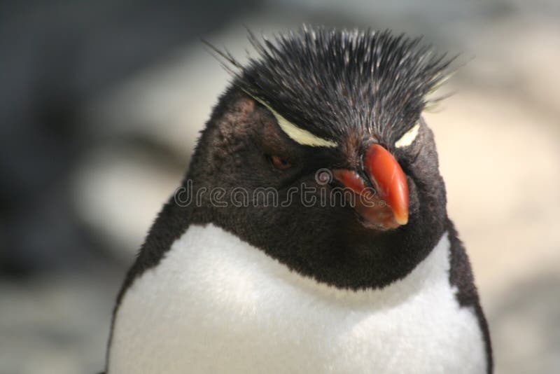 Rockhopper Penguin with a Red Beak and White Eyebrows Stock Image ...