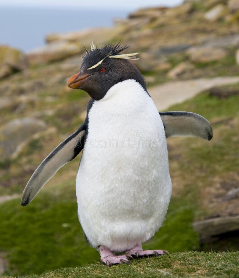 Rockhopper Penguin Colony - Falklands Stock Photo - Image of islands ...