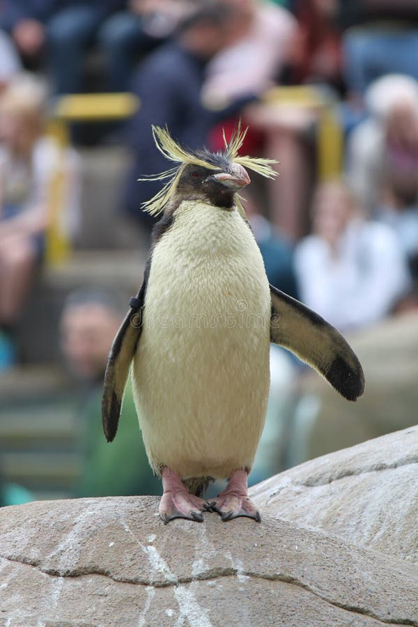 Rockhopper Penguin Swim Stock Photos - Free & Royalty-Free Stock Photos ...
