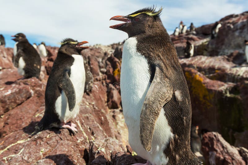 Northern Rockhopper Penguin (Eudyptes Moseleyi). Stock Image - Image of ...