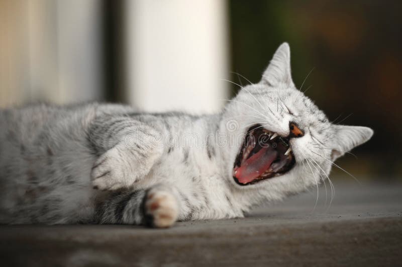 Rockin Kitty stock image. Image of smiling, teeth, yawning - 3919473