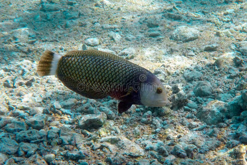 Rockmover Wrasse Fish in Red Sea Stock Photo - Image of fish, marine ...