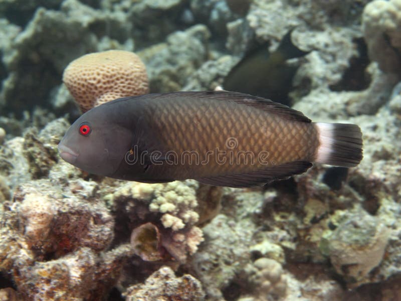Rockmover wrasse stock image. Image of novaculichthys - 31179999