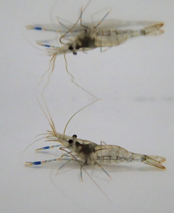 Rockpool Shrimp (Palaemon Elegans) in the Water Stock Photo - Image of ...