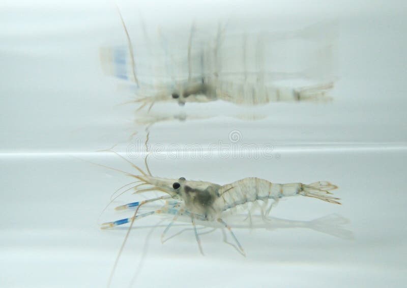 Rockpool Shrimp (Palaemon Elegans) in the Water Stock Photo - Image of ...