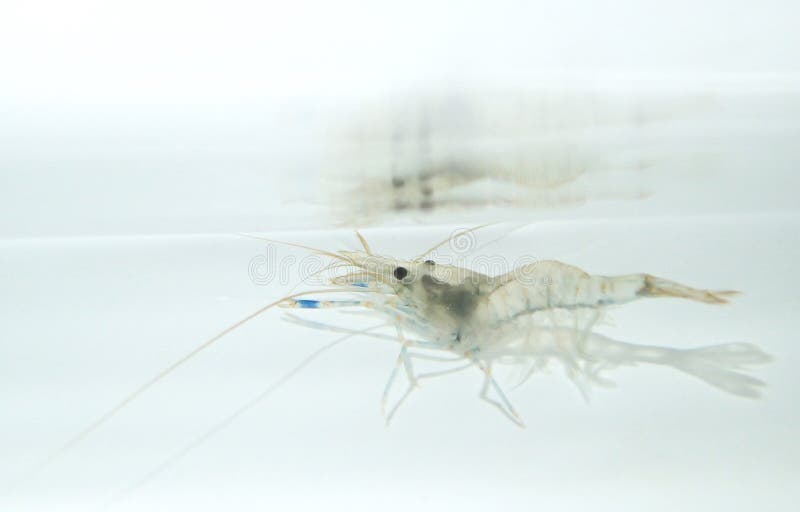 Rockpool Shrimp (Palaemon Elegans) in the Water Stock Photo - Image of ...