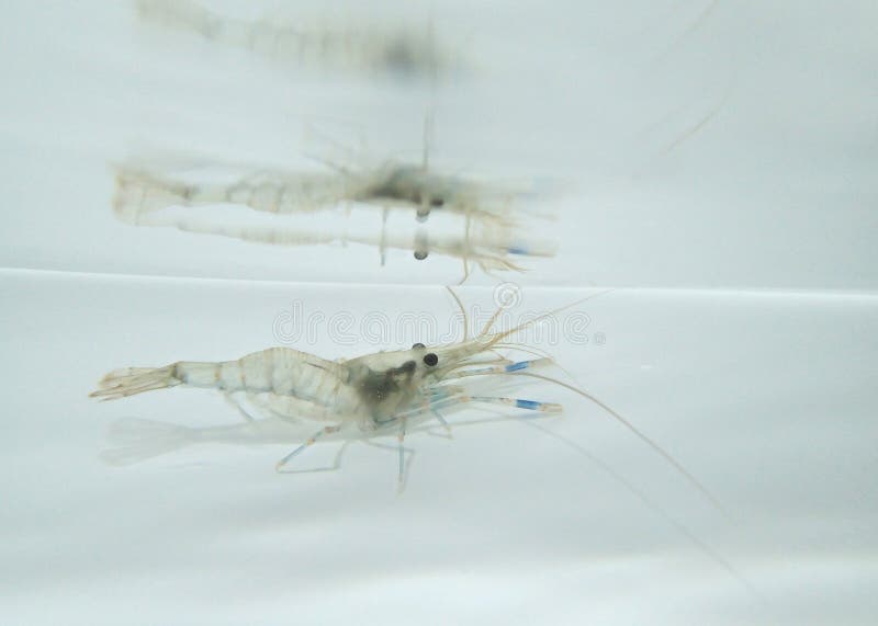 Rockpool Shrimp (Palaemon Elegans) in the Water Stock Image - Image of ...