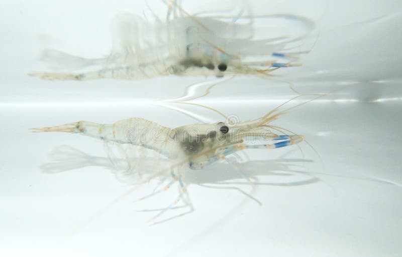 Rockpool Shrimp (Palaemon Elegans) in the Water Stock Photo - Image of ...