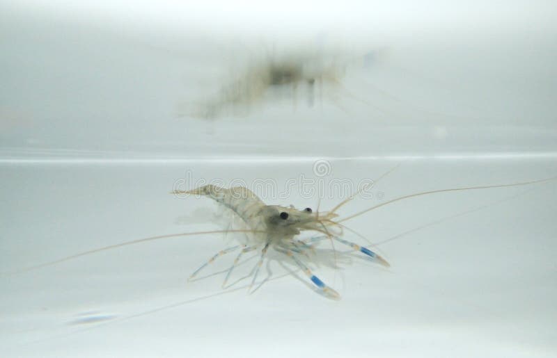 Rockpool Shrimp (Palaemon Elegans) in the Water Stock Image - Image of ...