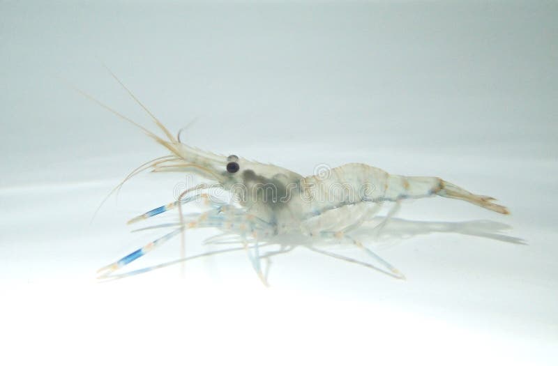 Rockpool Shrimp (Palaemon Elegans) in the Water Stock Photo - Image of ...