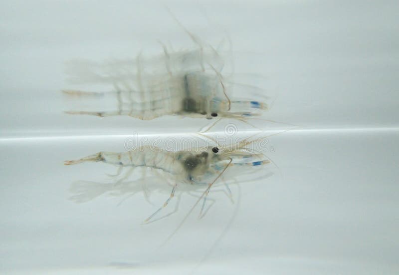 Rockpool Shrimp (Palaemon Elegans) in the Water Stock Image - Image of ...