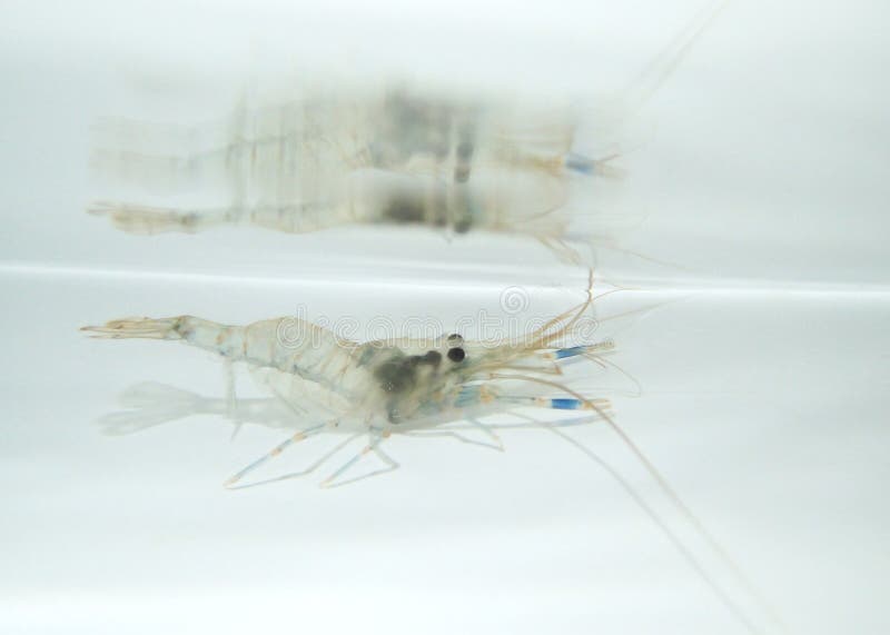 Rockpool Shrimp (Palaemon Elegans) in the Water Stock Image - Image of ...