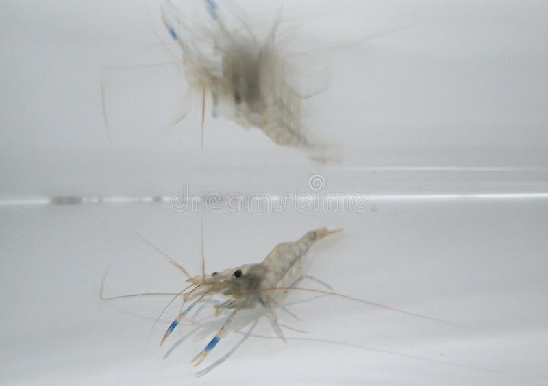 Rockpool Shrimp (Palaemon Elegans) in the Water Stock Photo - Image of ...