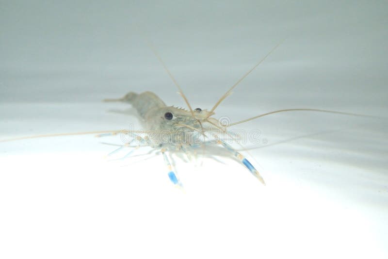 Rockpool Shrimp (Palaemon Elegans) in the Water Stock Image - Image of ...