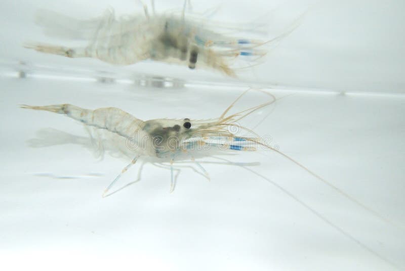 Rockpool Shrimp (Palaemon Elegans) in the Water Stock Photo - Image of ...