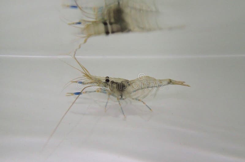 Rockpool Shrimp (Palaemon Elegans) in the Water Stock Image - Image of ...