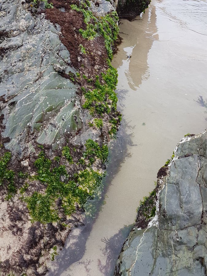 Rockpool stock photo. Image of water, rocks, moss, beach - 165264910
