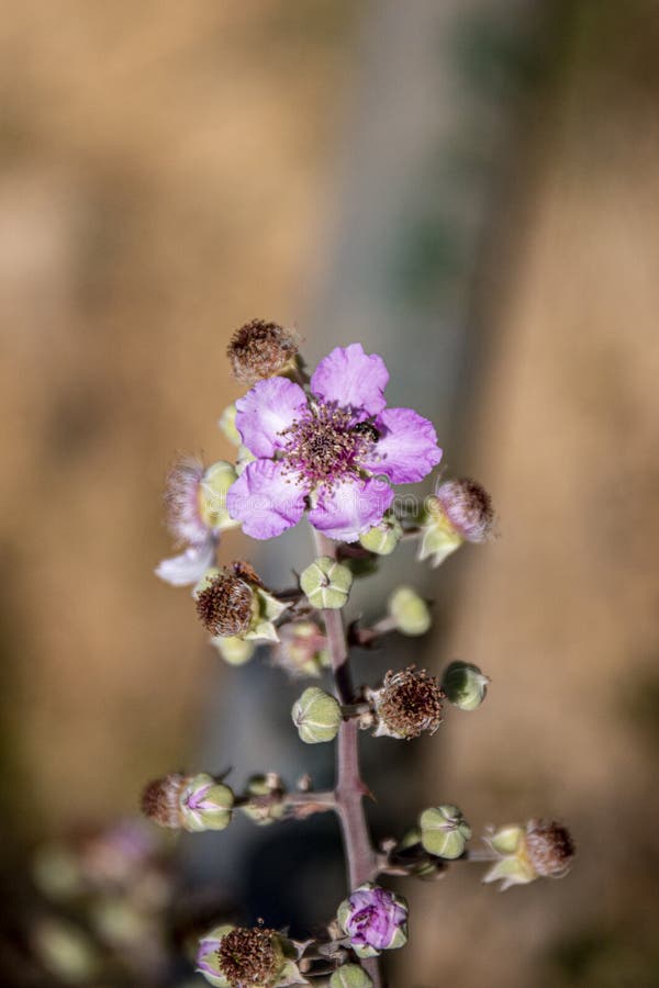 Rockrose Cistus crispus stock photo. Image of springtime - 225953722