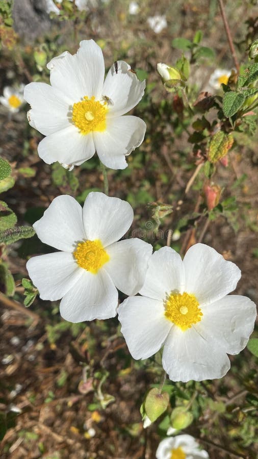 Rockrose Flowers in Spain. White Wild Flowers Stock Image - Image of ...