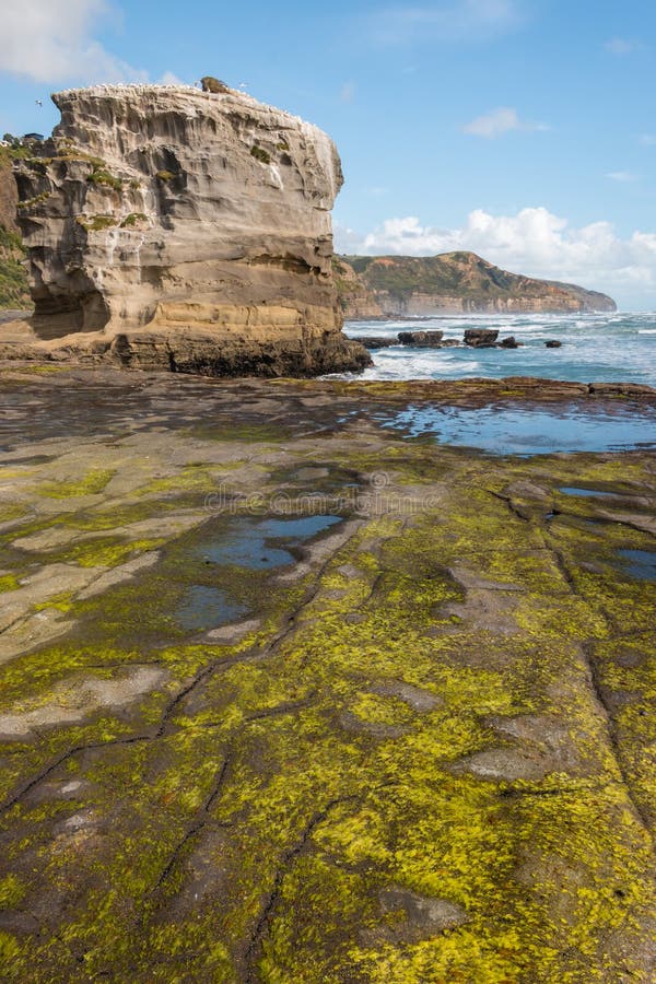 Rocks with Algae at Muriwai Beach in New Zealand Stock Photo - Image of ...