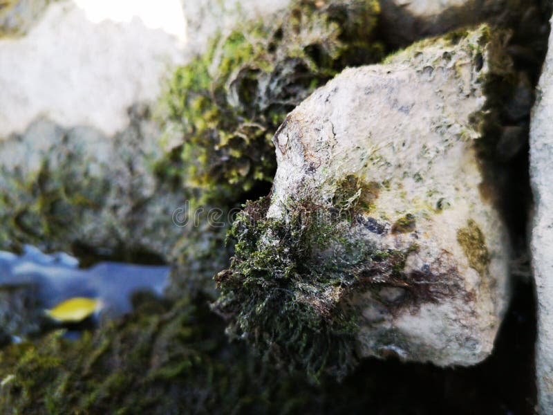 Rocks with algae stock photo. Image of algae, rocks - 121045852