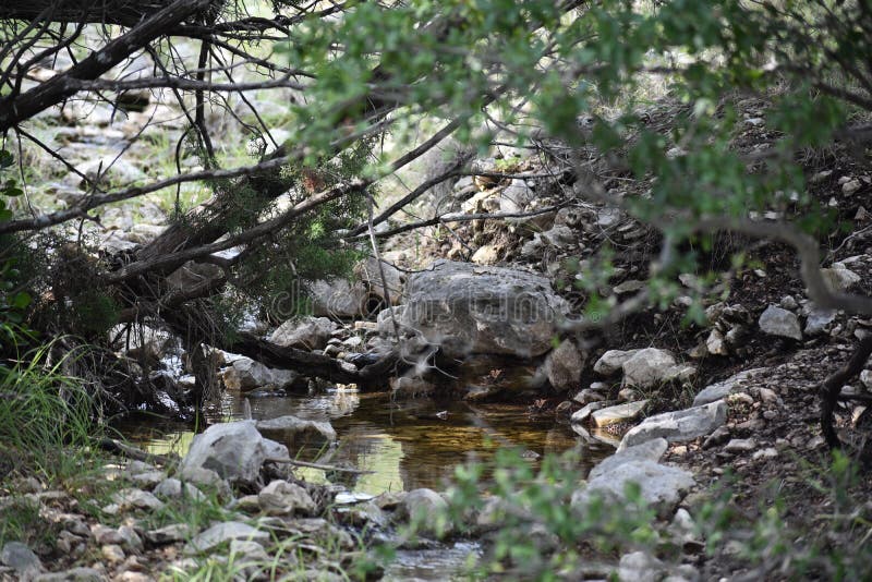 Creek with Rocks stock photo. Image of forest, tranquil - 100270368