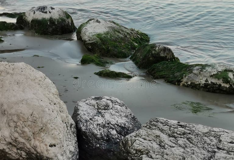Rocks on the Beach Covered with Algae and Washed by the Sea Stock Image ...
