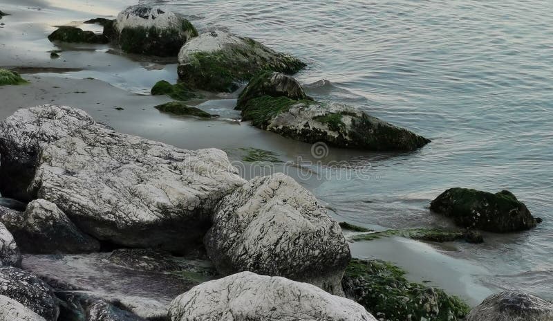 Rocks on the Beach Covered with Algae and Washed by the Sea Stock Photo ...
