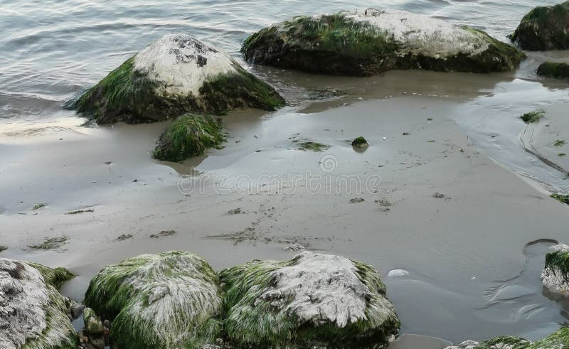 Rocks on the Beach Washed by the Sea and Covered with Algae Stock Photo ...