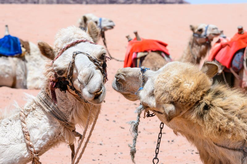 Camel Kiss Stock Photos - Download 107 Royalty Free Photos