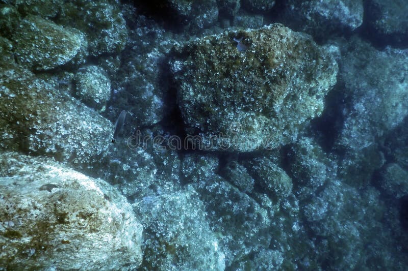 Rocks at Bottom of Ocean Floor Stock Image - Image of rocks, tranquil ...