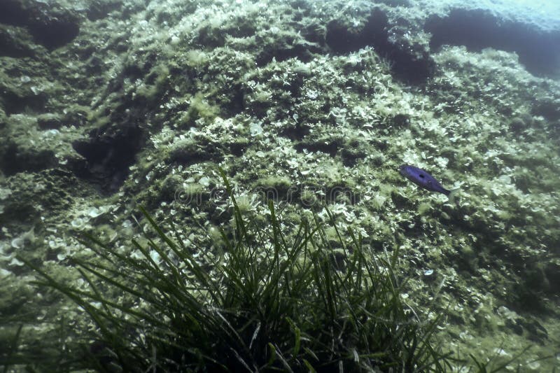 Rocks at Bottom of Ocean Floor Stock Image - Image of ecology, scene ...