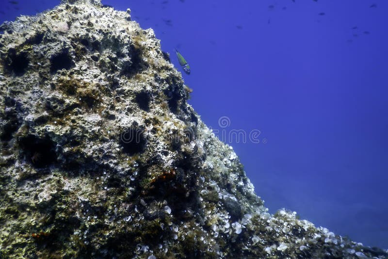 Rocks at Bottom of Ocean Floor Stock Photo - Image of dive, scene ...