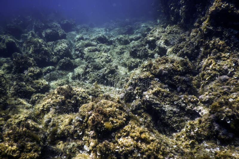 Rocks at Bottom of Ocean Floor Stock Image - Image of life, world ...