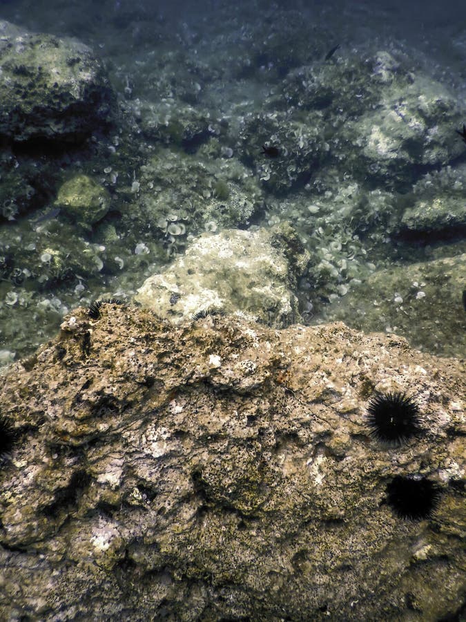 Rocks at Bottom of Ocean Floor Stock Image - Image of marine, explore ...
