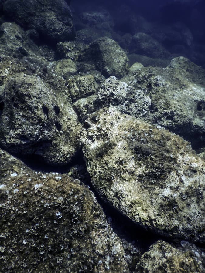 Rocks at Bottom of Ocean Floor Stock Image - Image of seabed, seaside ...