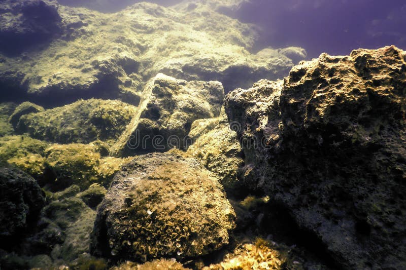 Rocks at Bottom of Ocean Floor Stock Image - Image of submerged, marine ...