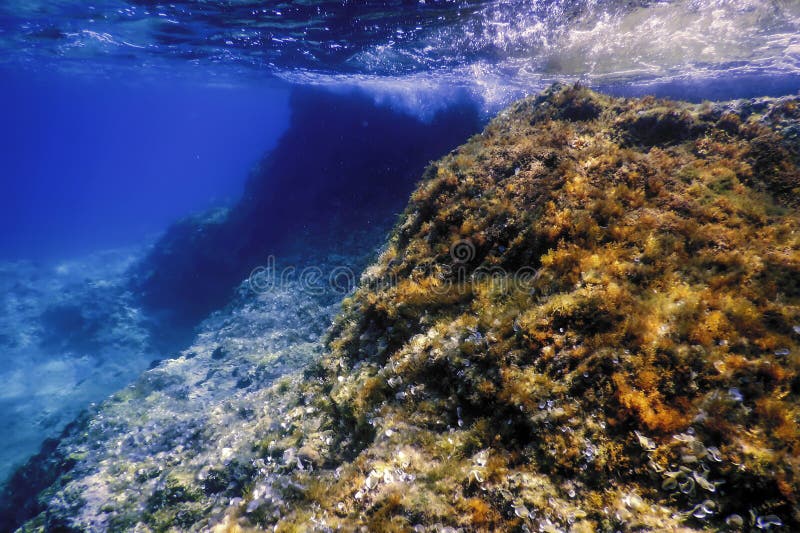 Rocks at Bottom of Ocean Floor Stock Photo - Image of peaceful, ocean ...